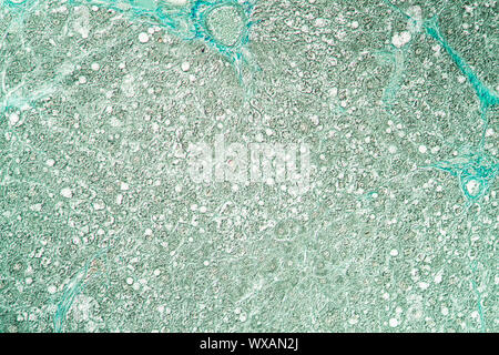 Rat liver tissue section under the microscope 100x Stock Photo - Alamy