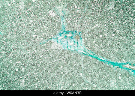 Rat liver tissue section under the microscope 100x Stock Photo - Alamy