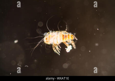 House dust mite under the microscope 50x Stock Photo - Alamy
