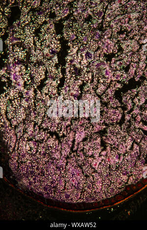 Wheat grain cross-section with starch grains 50X Stock Photo - Alamy