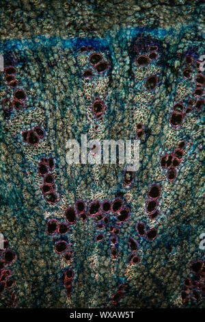 Alfalfa stem cross-section under the microscope 100x Stock Photo - Alamy