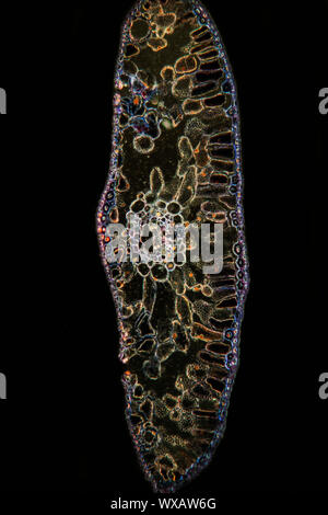Pine needle cross-section under the microscope, background, (Pinus ...