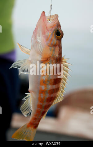 This is a photo of hooked fish Stock Photo - Alamy