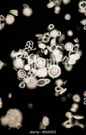 Radiolarian shells under the microscope 100x Stock Photo - Alamy