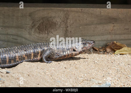 Plated Lizard (Gerrhosaurus validus). Portrait. Showing ear flap scale ...