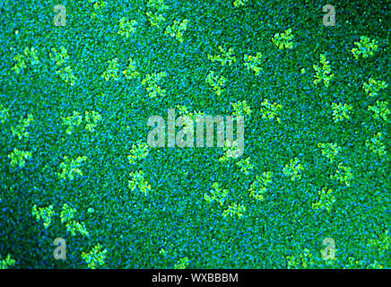 Mushrooms and bacteria destroy emulsion film under the microscope 200x ...