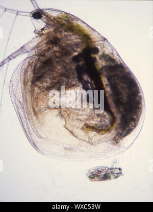 Water flea under the microscope 100x Stock Photo - Alamy
