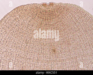 Dictyota dichotoma algae under the microscope 100x Stock Photo - Alamy