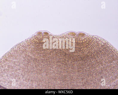 Dictyota dichotoma algae under the microscope 100x Stock Photo - Alamy