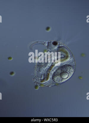 Water flea under the microscope 100x Stock Photo - Alamy