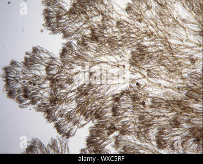 Red algae under the microscope 100x Stock Photo - Alamy