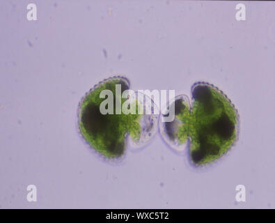 Ornamental alga Cosmarium in division under the microscope 100x Stock ...