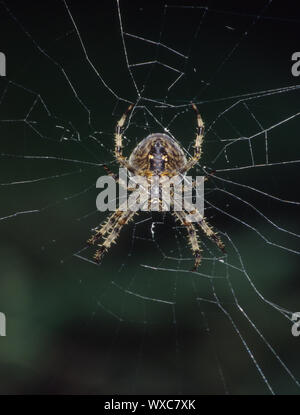 A Garden Spider crouching Stock Photo - Alamy