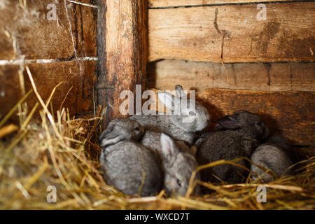 Cute rabbit popping out of a hutch (European Rabbit - Oryctolagus ...