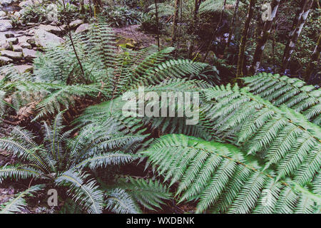 wild Australian bush during a hike in Tasmania with its untouched ...