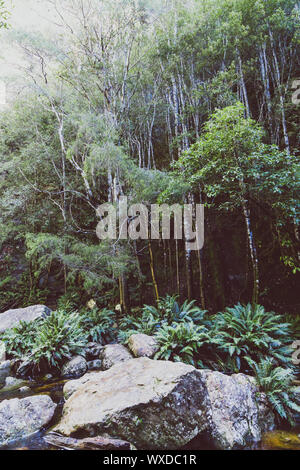 wild Australian bush during a hike in Tasmania with its untouched ...