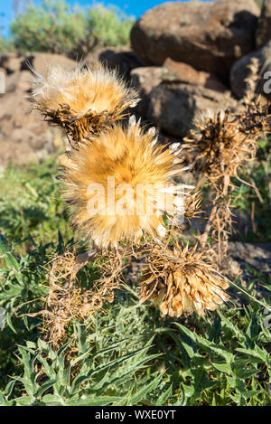 Natural fibres of a thistle head close-up in the hill country of the ...