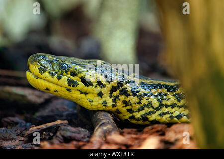 A yellow anaconda or Paraguayan anaconda, Eunectes notaeus, in the ...