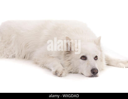 Beautiful White aski severer dog laying down on the floor,studio shot ...