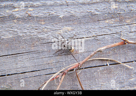 Macro shot of small grey spider on wooden background. Tiny / Small ...
