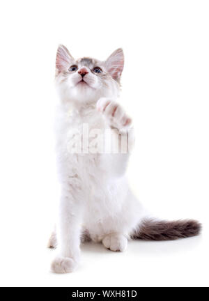 birman kitten in front of white background Stock Photo - Alamy