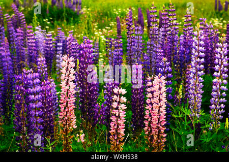 Purple and pink clover and garden lupin wildflowers in Newfoundland ...