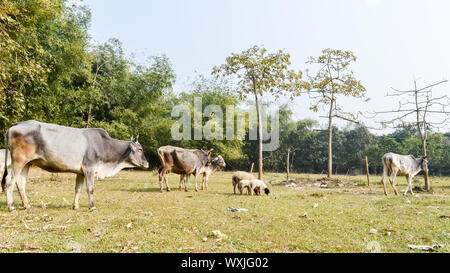 A cow grazing in a palm tree pasture near the village of Bawiti Stock ...