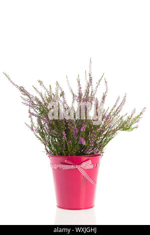 Purple heath flowers isolated over white background Stock Photo - Alamy