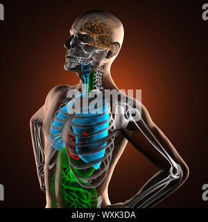 human entrails radiography Stock Photo: 55306570 - Alamy