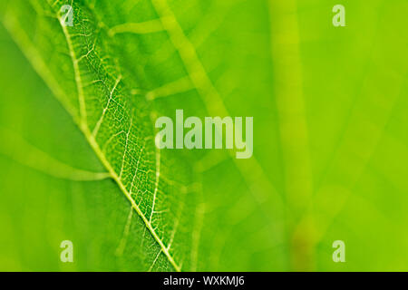 Fresh dreen leaf texture macro close-up Stock Photo - Alamy