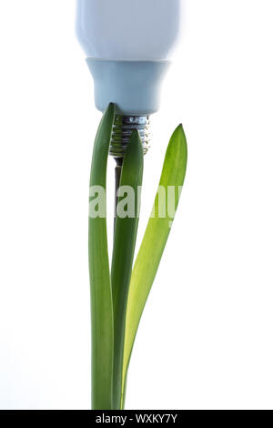 Economic light bulb growing from a green plant on white background ...