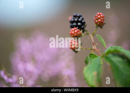 Bramble berries and heath in nature Stock Photo - Alamy