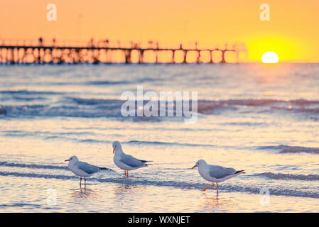 Beautiful Sunset at Semaphore Beach, South Australia Stock Photo - Alamy