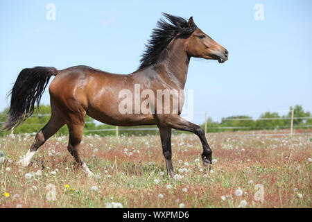 Amazing brown sport pony running on flowering pasturage Stock Photo - Alamy