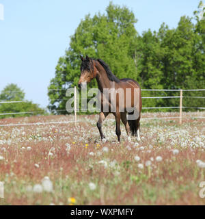 Amazing brown sport pony running on flowering pasturage Stock Photo - Alamy