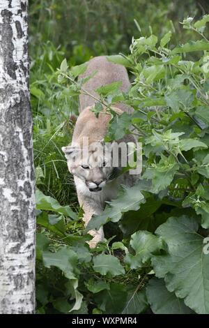 The cougar (Puma concolor),native American animal known as catamount ...