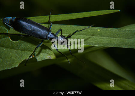 insect in nature takes macro with flowers at sunrise from the garden ...