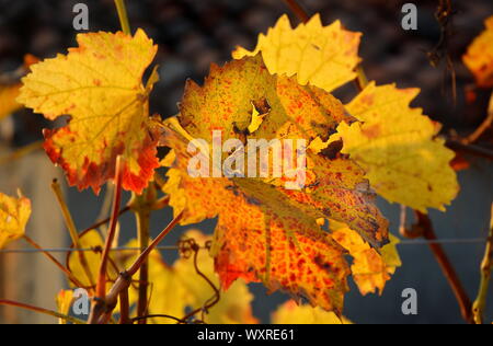 Colorful grapevine tree leaves Stock Photo - Alamy
