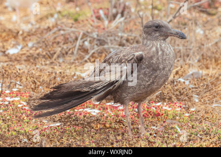Seagull with broken wing Stock Photo - Alamy
