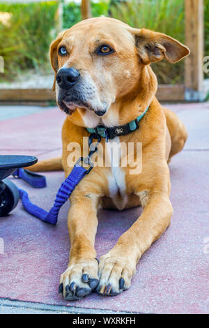 Rare Dog with Two Different Eyes Colors Stock Photo - Alamy