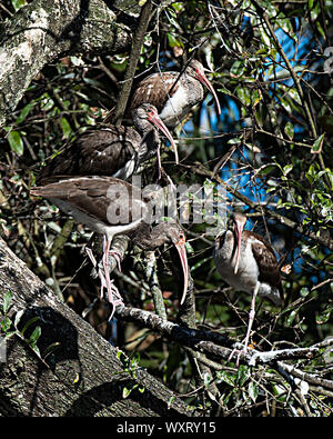 A flock of white ibis perched on a green tree near the Intercoastal ...