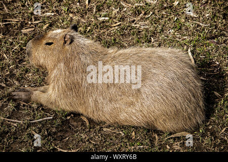 A capybara lying down Stock Photo - Alamy