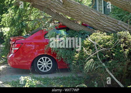 A tree that has fallen on a car due to hurricane Stock Photo - Alamy