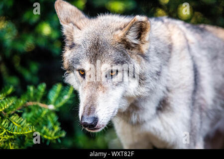 Single beautiful wild wolf outdoors at summer day free Stock Photo - Alamy