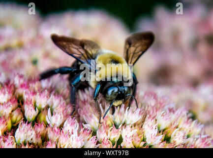 The bugged [n] was Stock Photo - Alamy