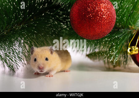 rat with colorful Christmas balls and Christmas tree, a symbol of the ...
