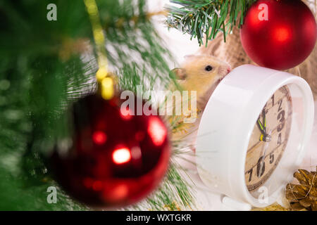 rat with colorful Christmas balls and Christmas tree, a symbol of the ...
