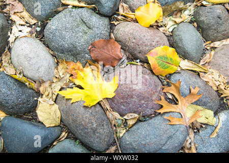 Autumn leaves on cobblestones of Beacon Hill in the historic district ...