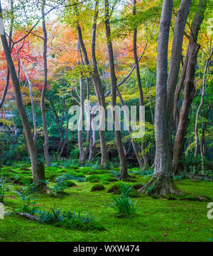 Moss garden at Gioji temple, Kyoto, Japan, Spring Stock Photo - Alamy