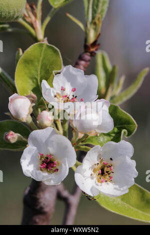 early spring flowering apple tree with bright white flowers Stock Photo ...